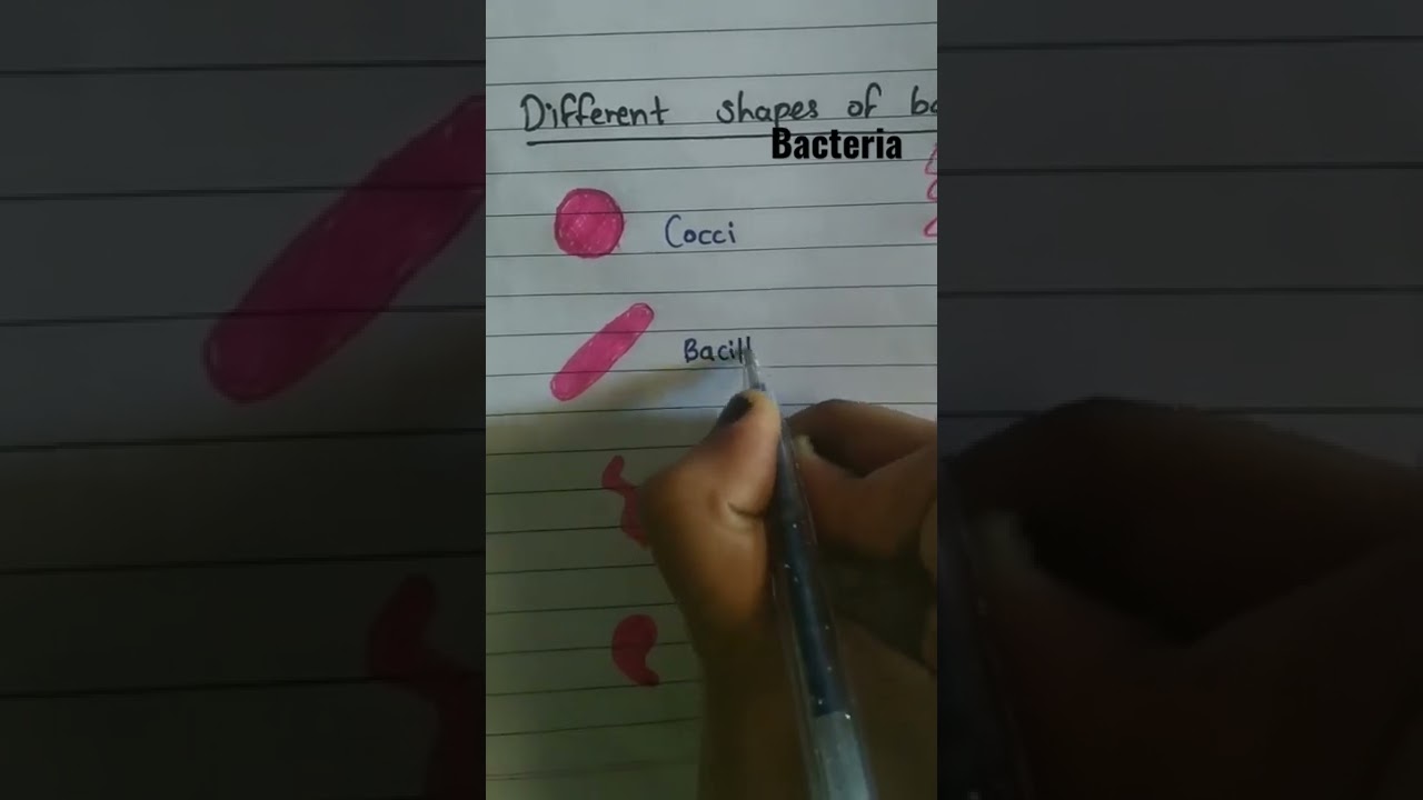 Different shapes of bacteria