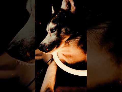 The 20 Most ABSURD Dog Transformation Memes #youtube #memes #fb #reeps #shorts #viral #instagram