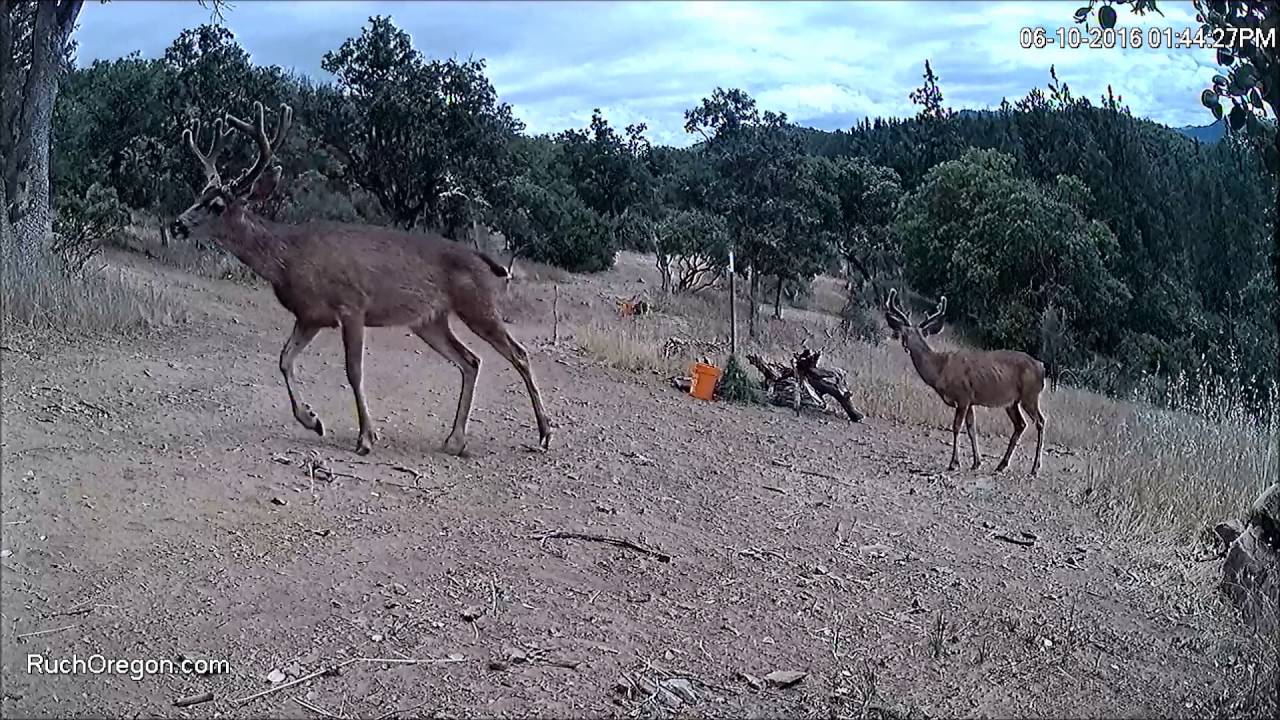 Ruch, Oregon Footage