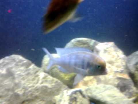 malawi for sale