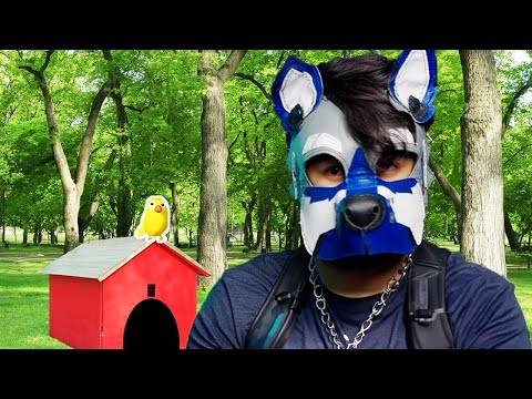 Exploring Life as a Human Pup