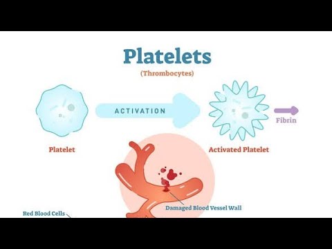 Platelets || Thrombocyte || How does Blood Clot? ||Causes of Bleeding ||