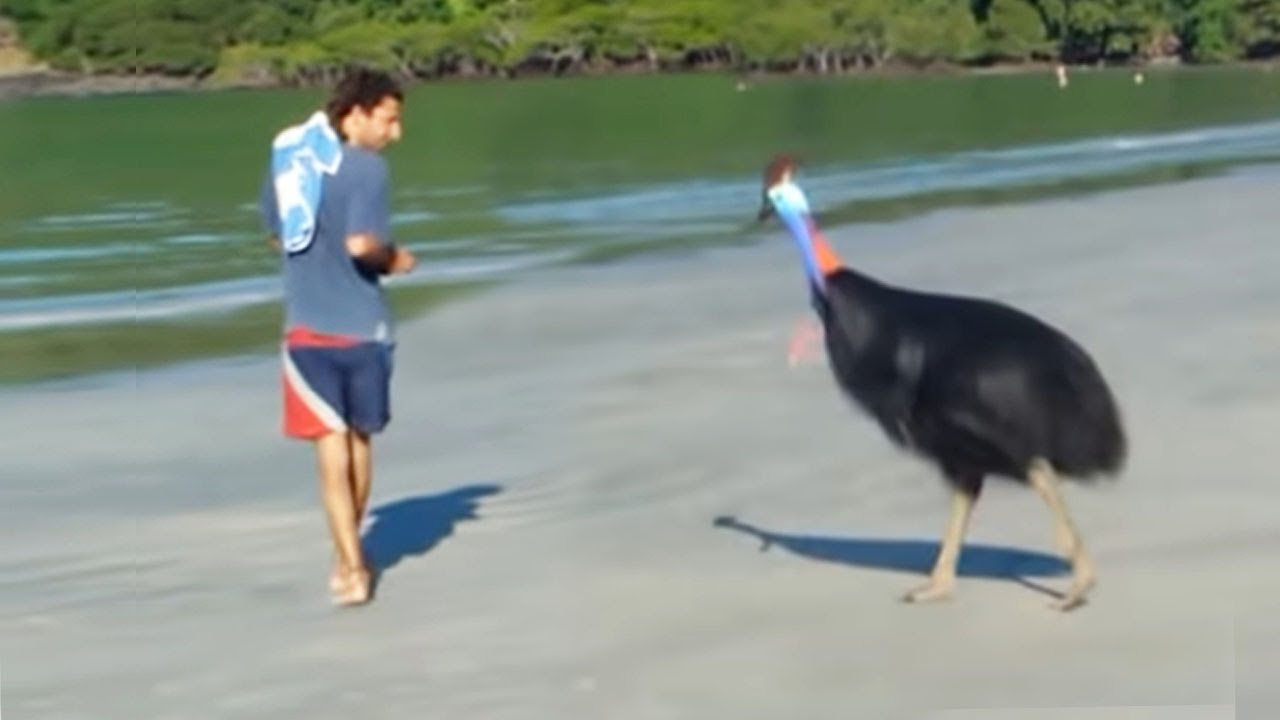 Cassowary vs Man (Graphic)