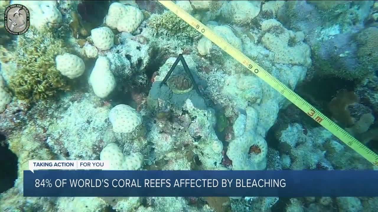 Coral bleaching: Over 80% of world's coral reefs impacted by rising temperatures