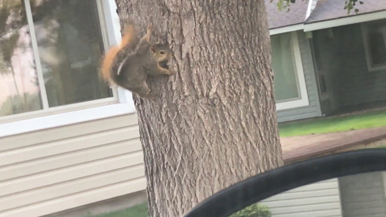 Squirrel Gets Scared By Horn!