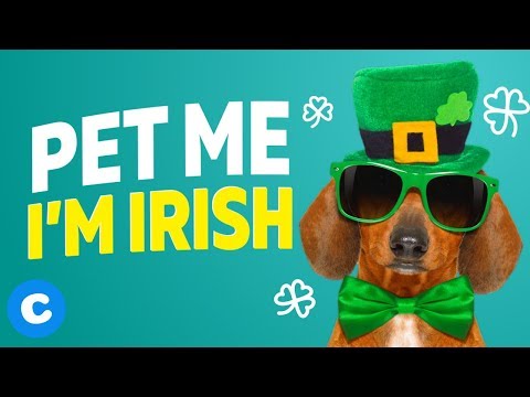 10 Irish Dog Names