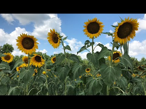 Sunflowers at Sol Flowers in Anderson, SC