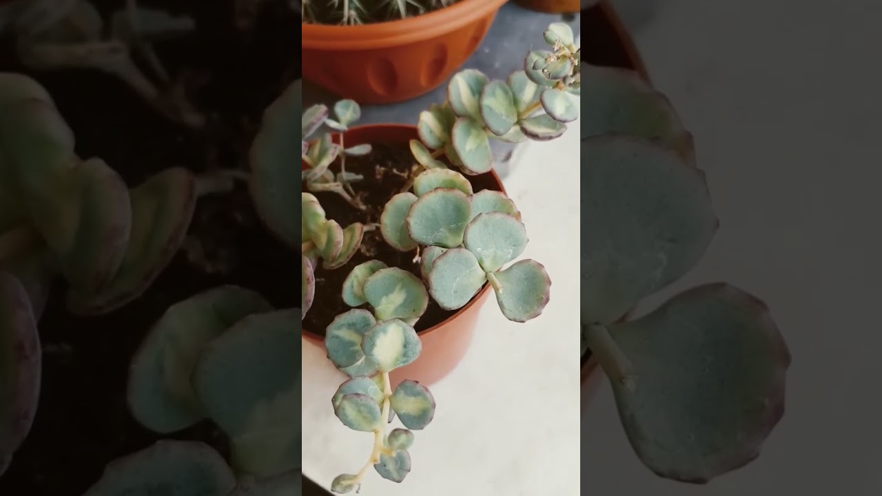 Sedum Seiboldiii #shorts