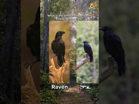 Ravens and Crows - The Most Intelligent Birds in the World