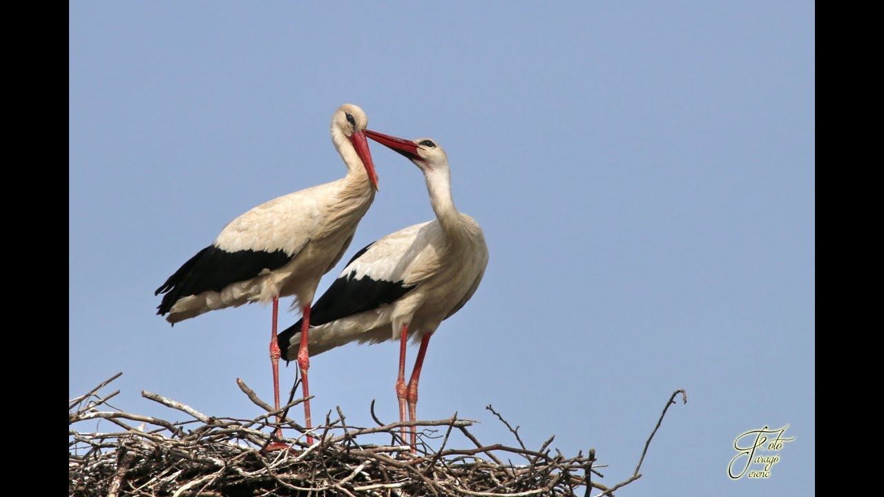 Kölcsey Street White Stork Nest - Live Webcam | GeoWebcams