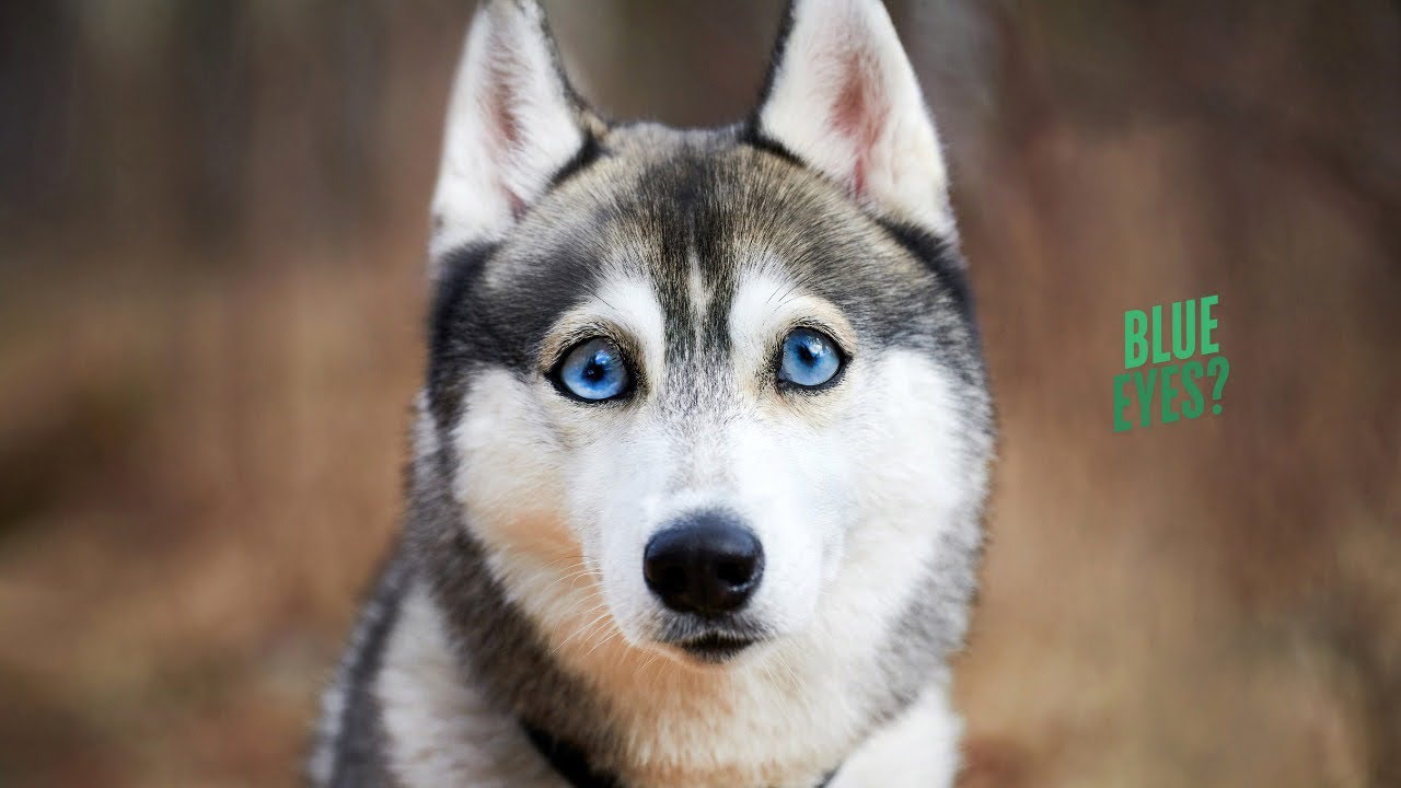 Why do Huskies Have Blue Eyes? The Truth Revealed!