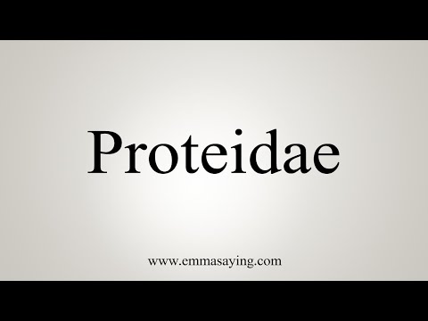 How To Say Proteidae