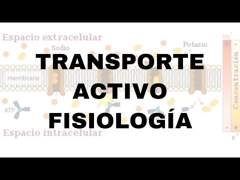 TRANSPORTE ACTIVO PRIMARIO Y SECUNDARIO FISIOLOGÍA