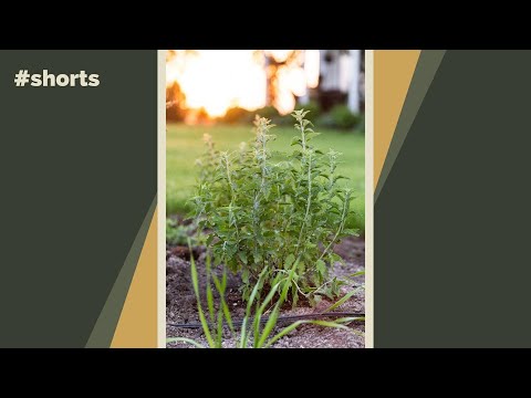 The best way to plant a perennial #shorts