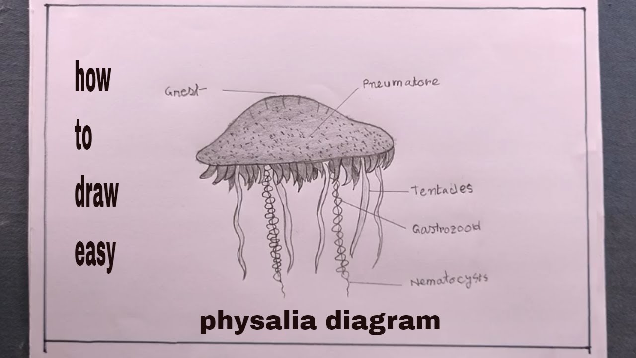 how to draw Physalia diagram/Physalia drawing