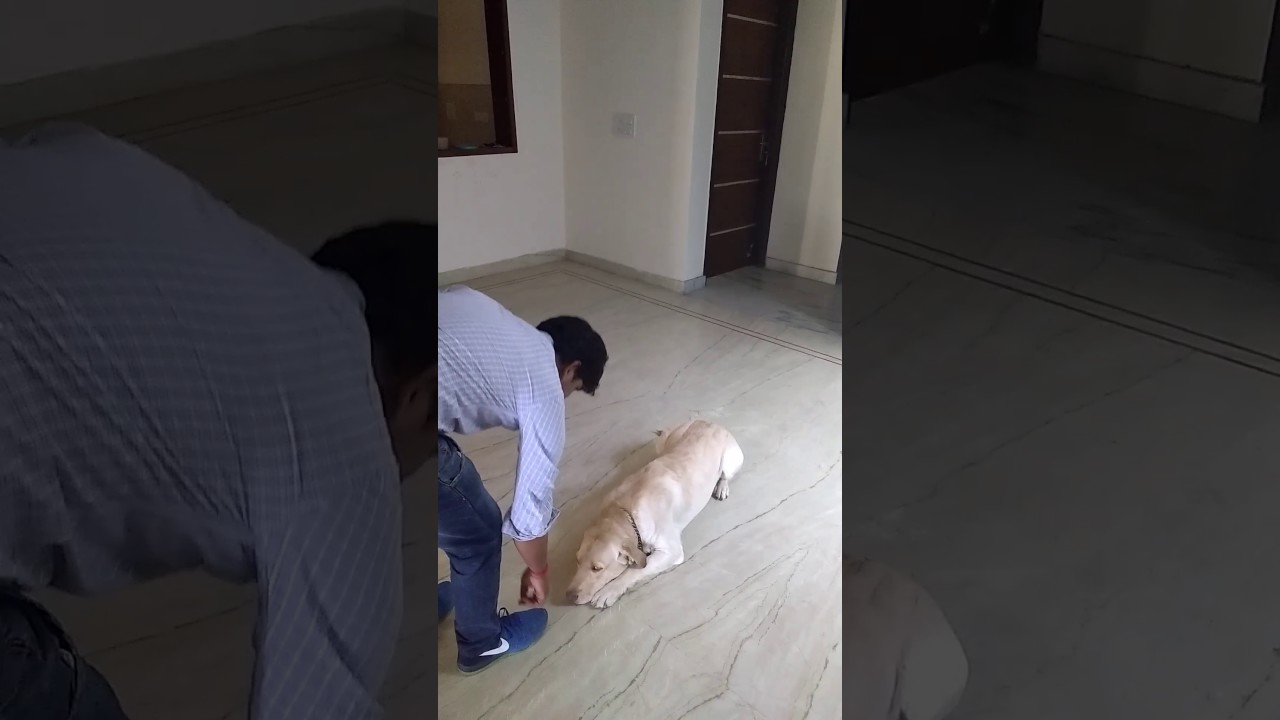 Ashok dog trainer Labrador basic training