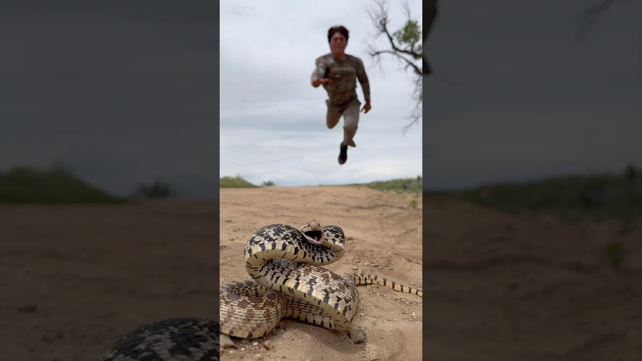 CHECK THIS OUT!    #Snakes #reptiles #animals #herping #funny #herpetology #animals