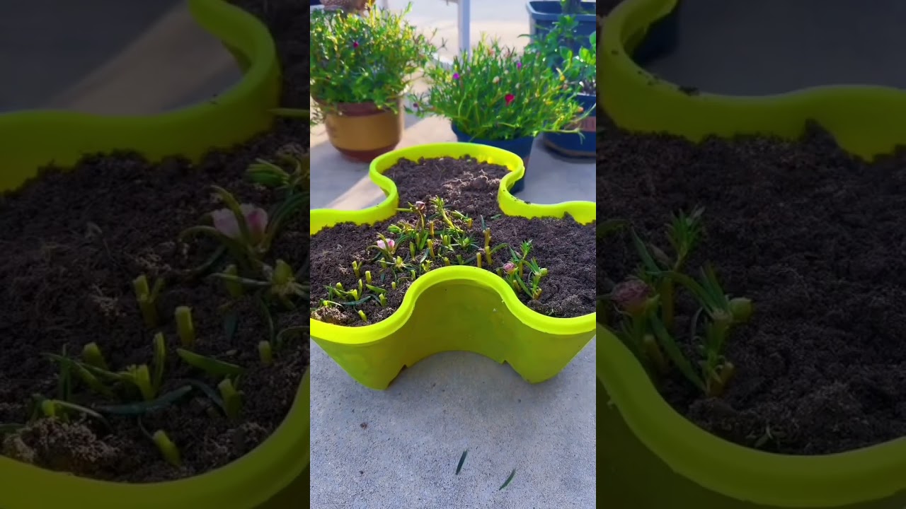 ive into the ultimate guide for pot maintenance and watch your green pals flourish#plants#plantstyle