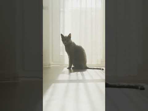Tabby Cat Symbolism: Spiritual Meanings and Significance