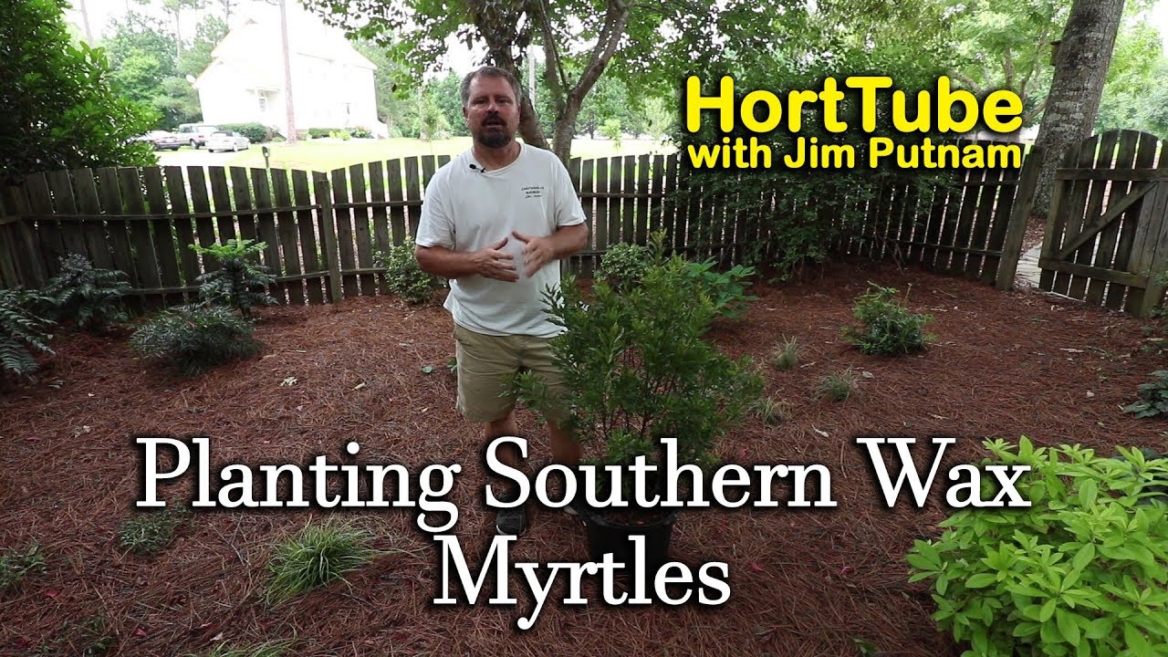 Planting Wax Myrtles - Fast Growing Native Evergreen Screening Plant