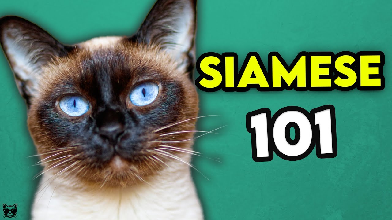 Siamese Cat 101 - Learn EVERYTHING About Them!