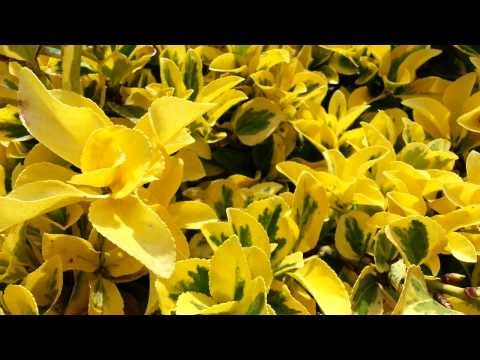 Euonymus japonicus - Microphyllus Pulchellus - Japanese spindle HD 01