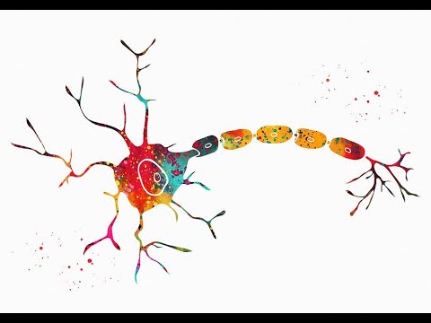 Unit 2 The Cerebral Cortex and Its Power