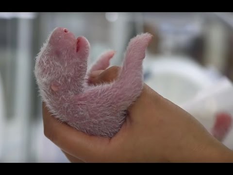 New-born Panda Reunited With Mother | Panda Babies | BBC Earth