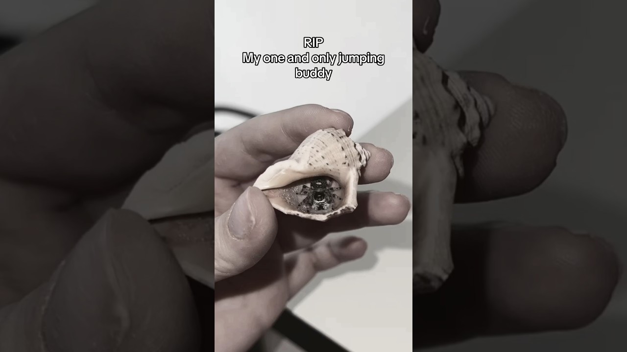 Beautiful 2 years and 3 months 🖤  #jumpingspider #jumpingspiders #phidippusregius #rip