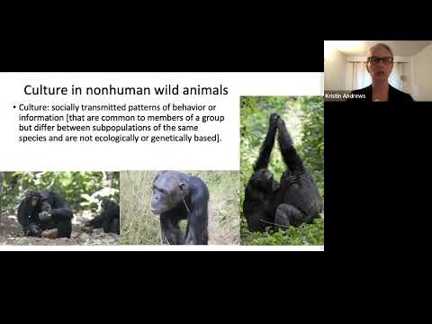 Kristin Andrews: Why Animal Culture Matters for Animal Welfare Policy