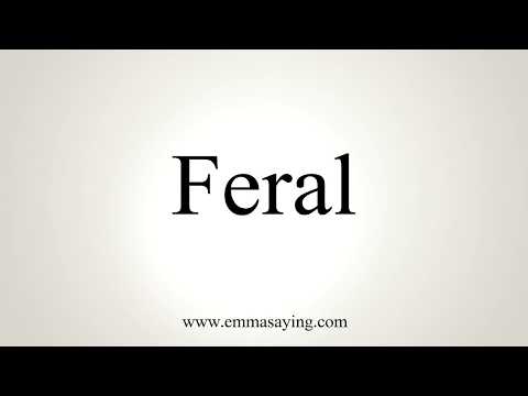 How To Pronounce Feral