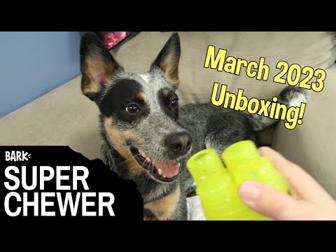 Bark Super Chewer March 2023 Unboxing Must See For The Cuteness!