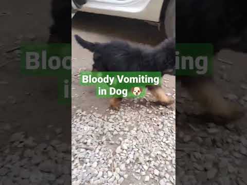 Parvovirus Sign include blood in Vomit and diarrhea+ Hypothermia #shorts @YouTube @Dr.ShahRaees