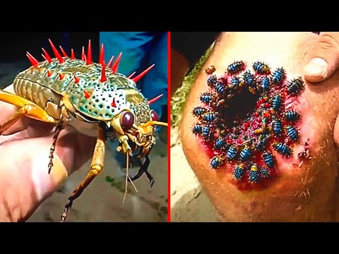 22 Most Poisonous Bugs In The World