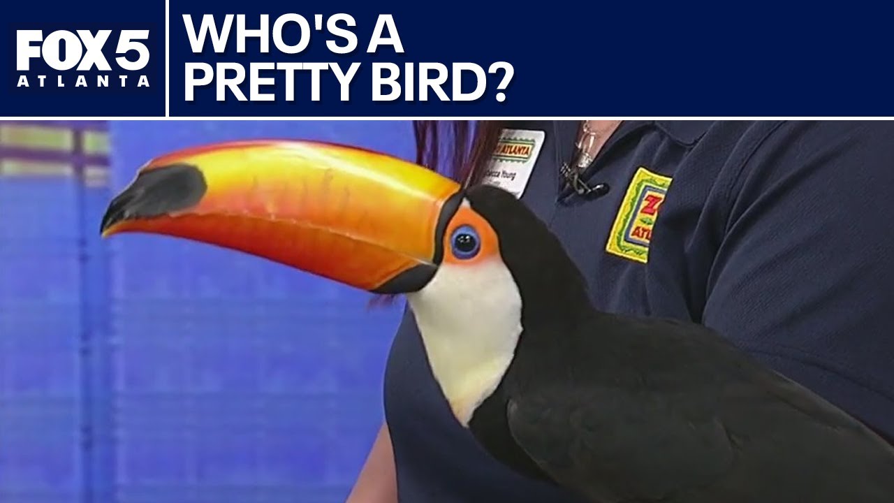 Meet Lupe: Zoo Atlanta's colorful toco toucan | FOX 5 News