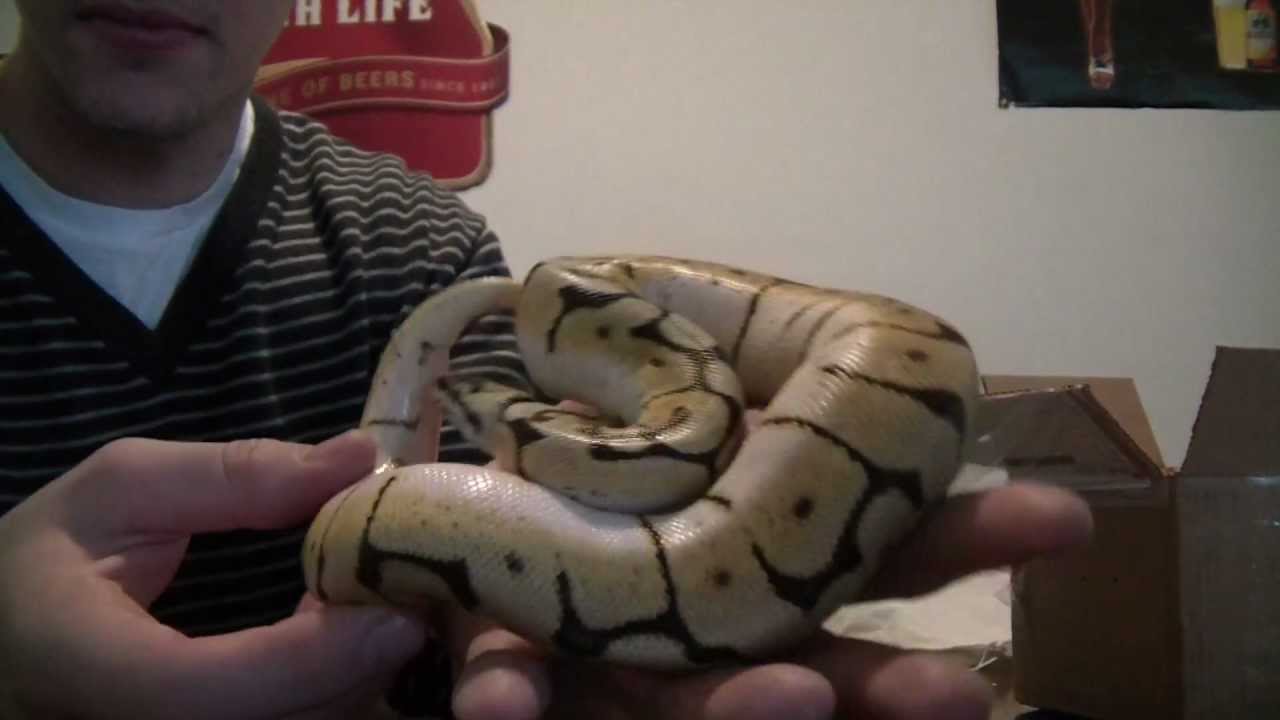 My New Bumblebee Ball Python Unboxing!!