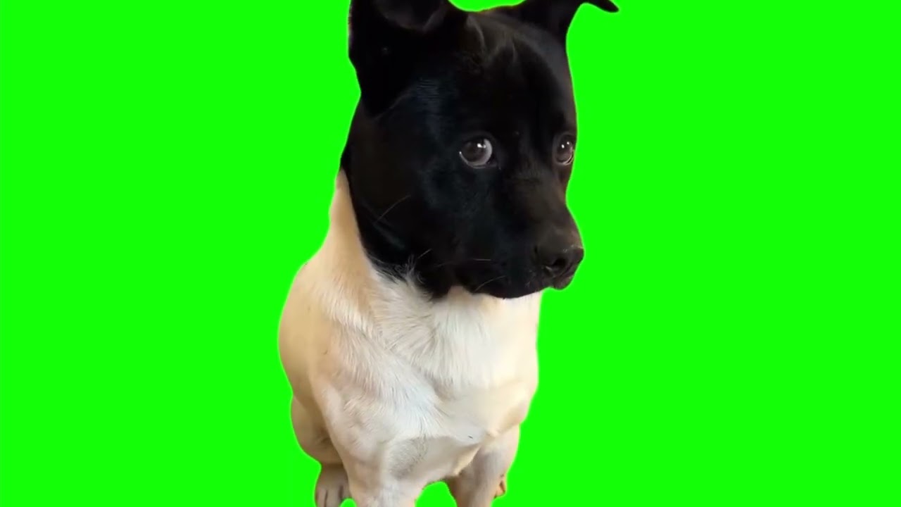 Green Screen Guilty Dog Meme