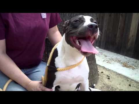 Lyric A4732234