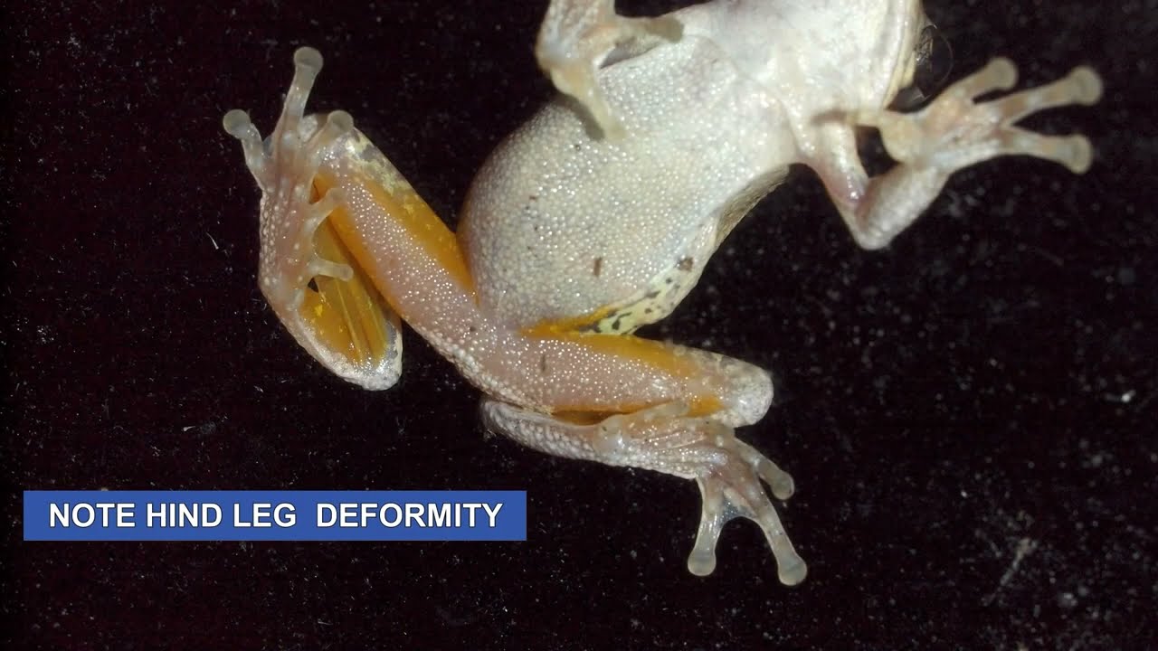 FR#3: GRAY TREEFROG (Hyla versicolor)