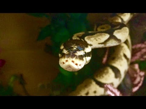 ROYAL PYTHONS AND FASTING