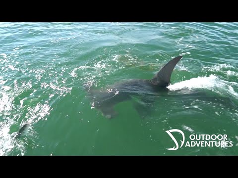 CRAZY SHARK ATTACK! Fishing for Spanish Mackerel in the Florida Keys & Marathon Offshore Fishing!