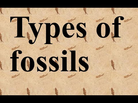Types of Fossils