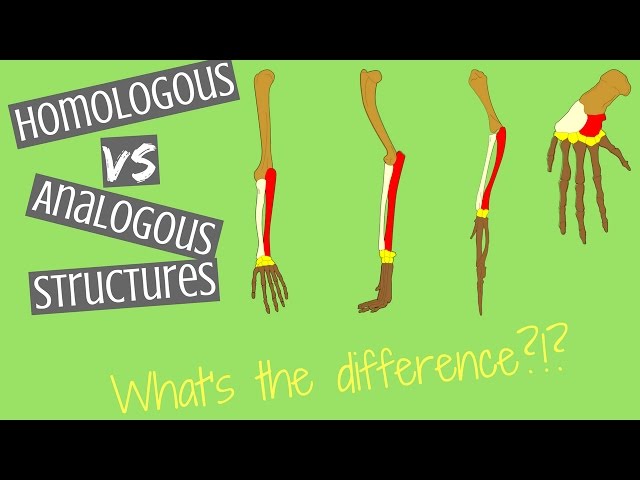 Understanding Homologous and Analogous Structures: Key Differences ...