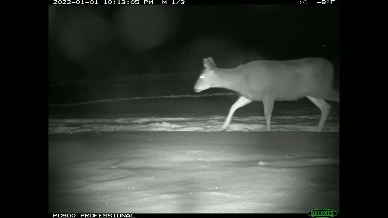 Soda Springs Mule Deer Migration Story
