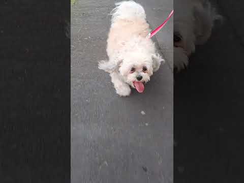 she cuties 😎🐩💕walkies ☀️🌳miley the maltipom 💖💖 #maltesecross #maltese #shorts