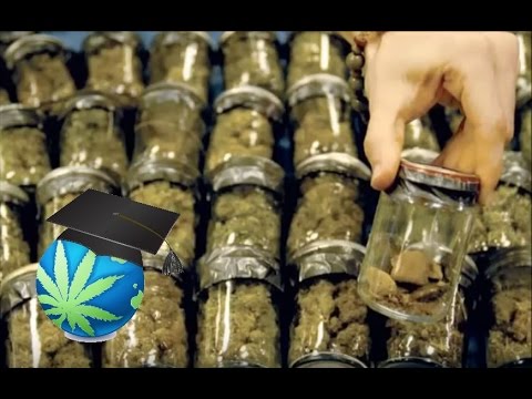 What Does Kush Mean? - Definition & History