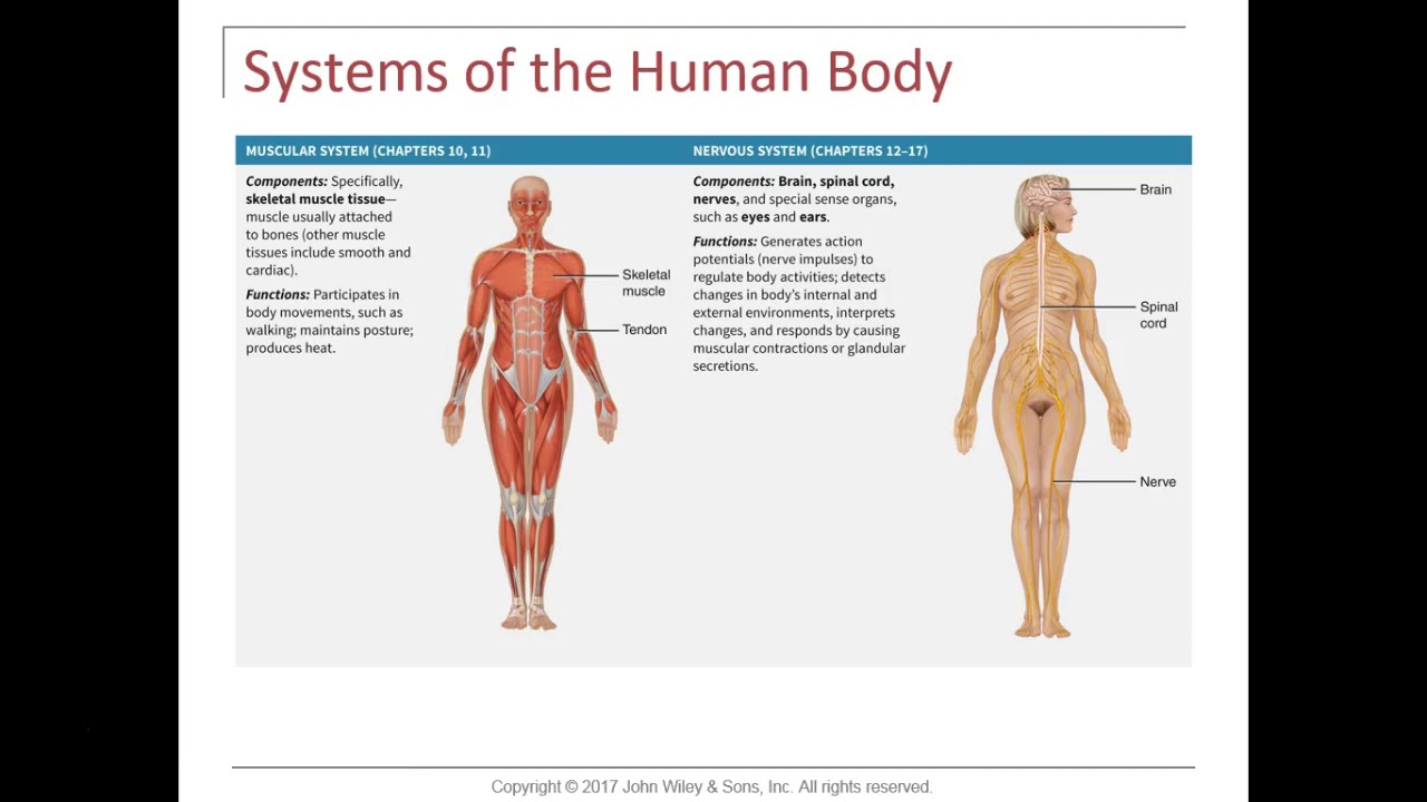 Biol 251 Chapter 1 Lecture Video