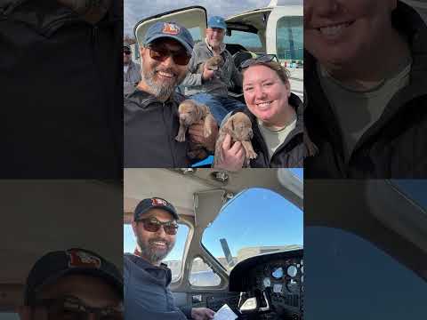 Virginia father dies in New York plane crash while transporting rescue dogs