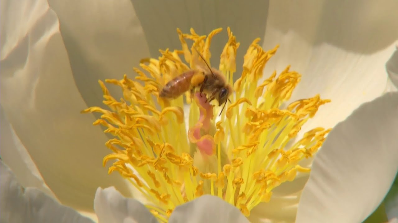 Comment attirer les pollinisateurs | Dans mon Jardin