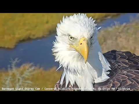 Barnegat Light Osprey Cam - Bald Eagle pair visit the nest - October 9, 2024